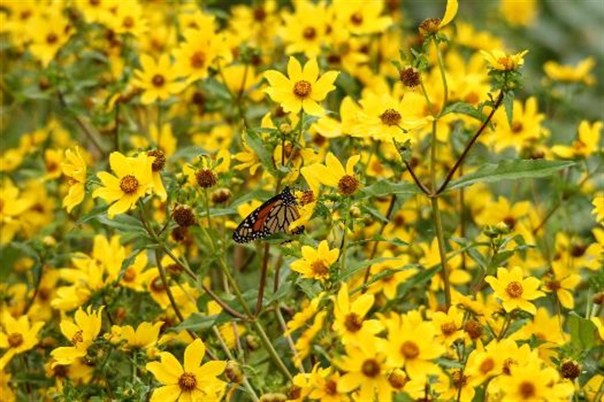 Fall Wildflower Walks Welcome to the City of Gainesville
